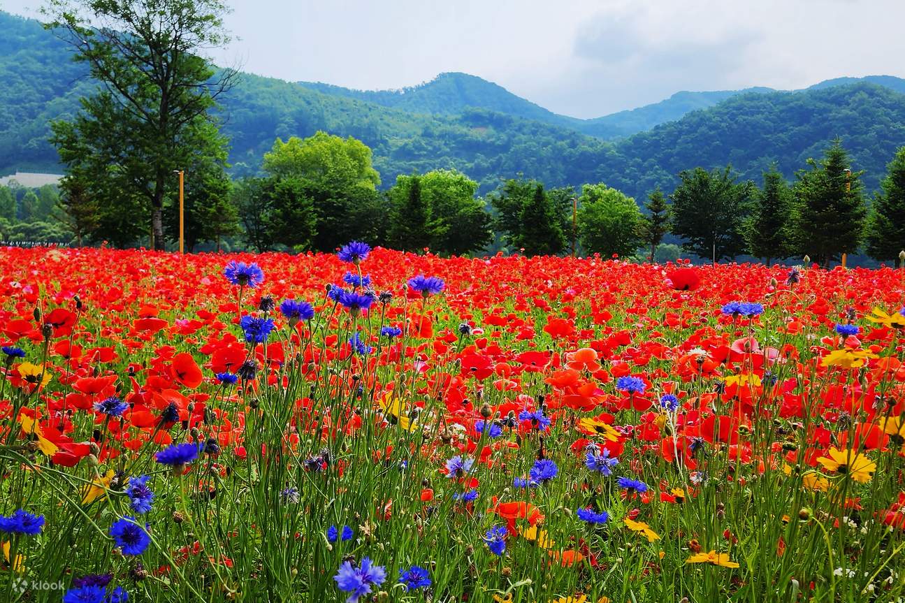 Nami Island/Jarasum/Gyeonggi Spring CherryBlossom Festival Day Tour ...