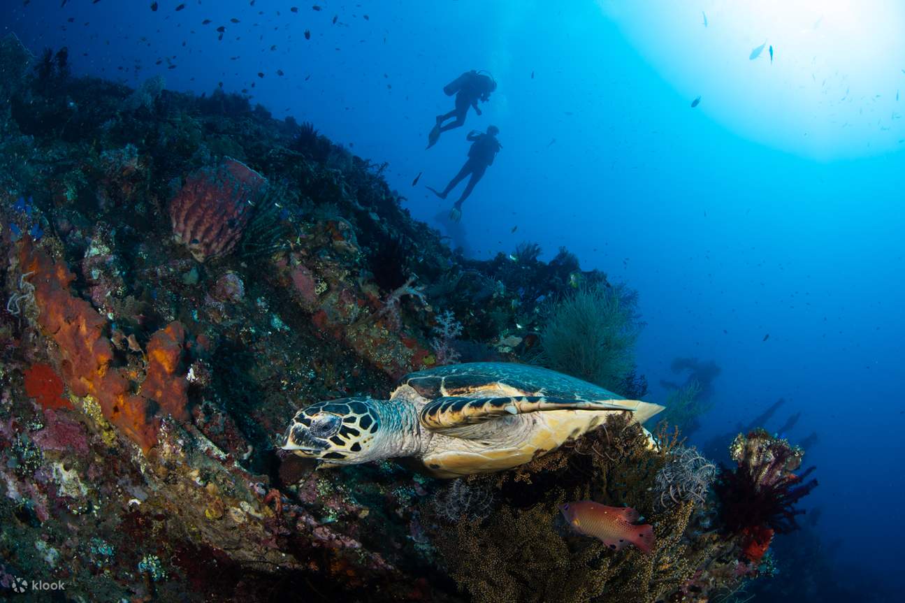 PADI OW Diver Course in Bali | PADI 5 Star Dive Resort - Klook United ...