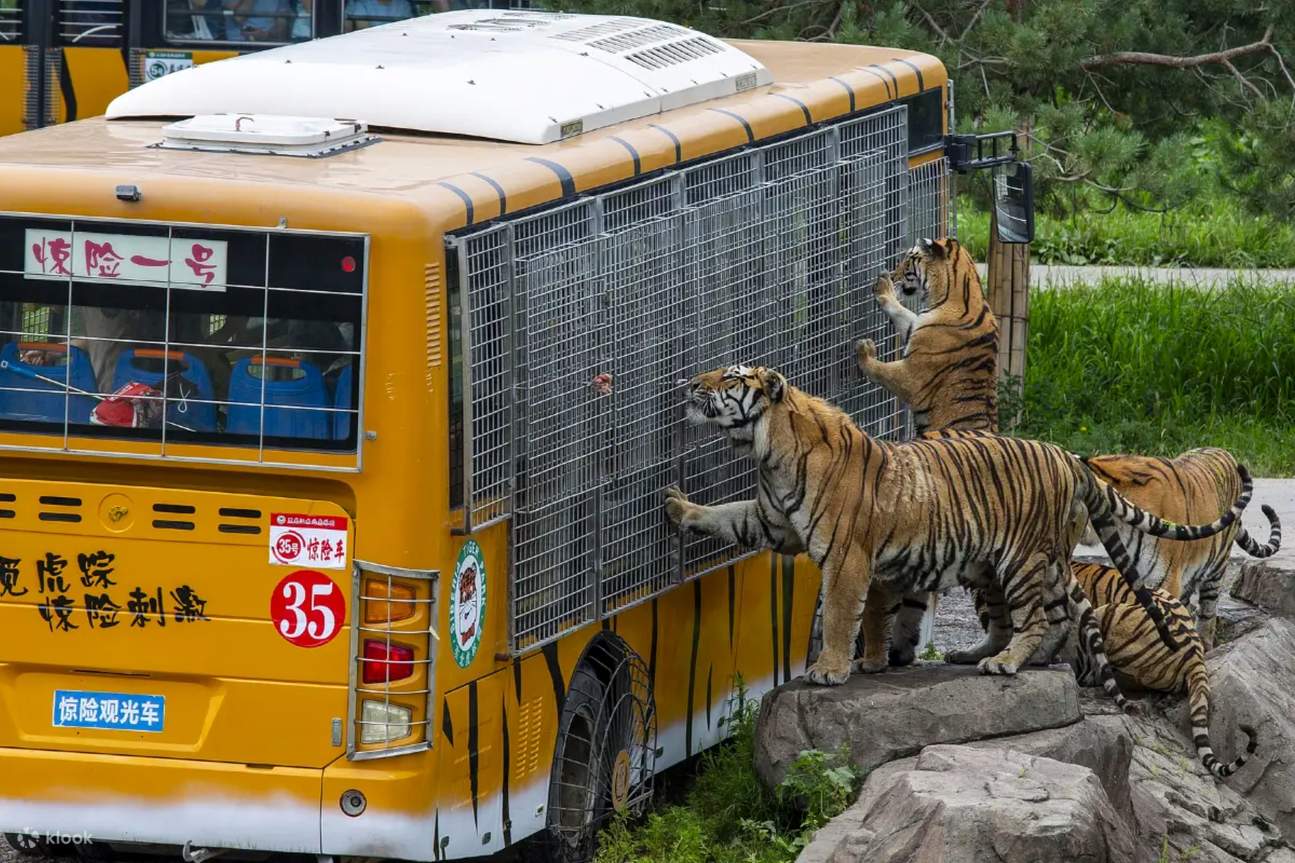 Harbin Siberian Tiger Park - Klook Australia