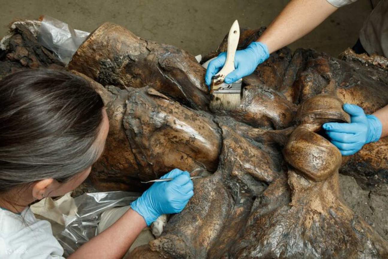 La Brea Tar Pits Museum Ticket in Los Angeles - Klook Singapore