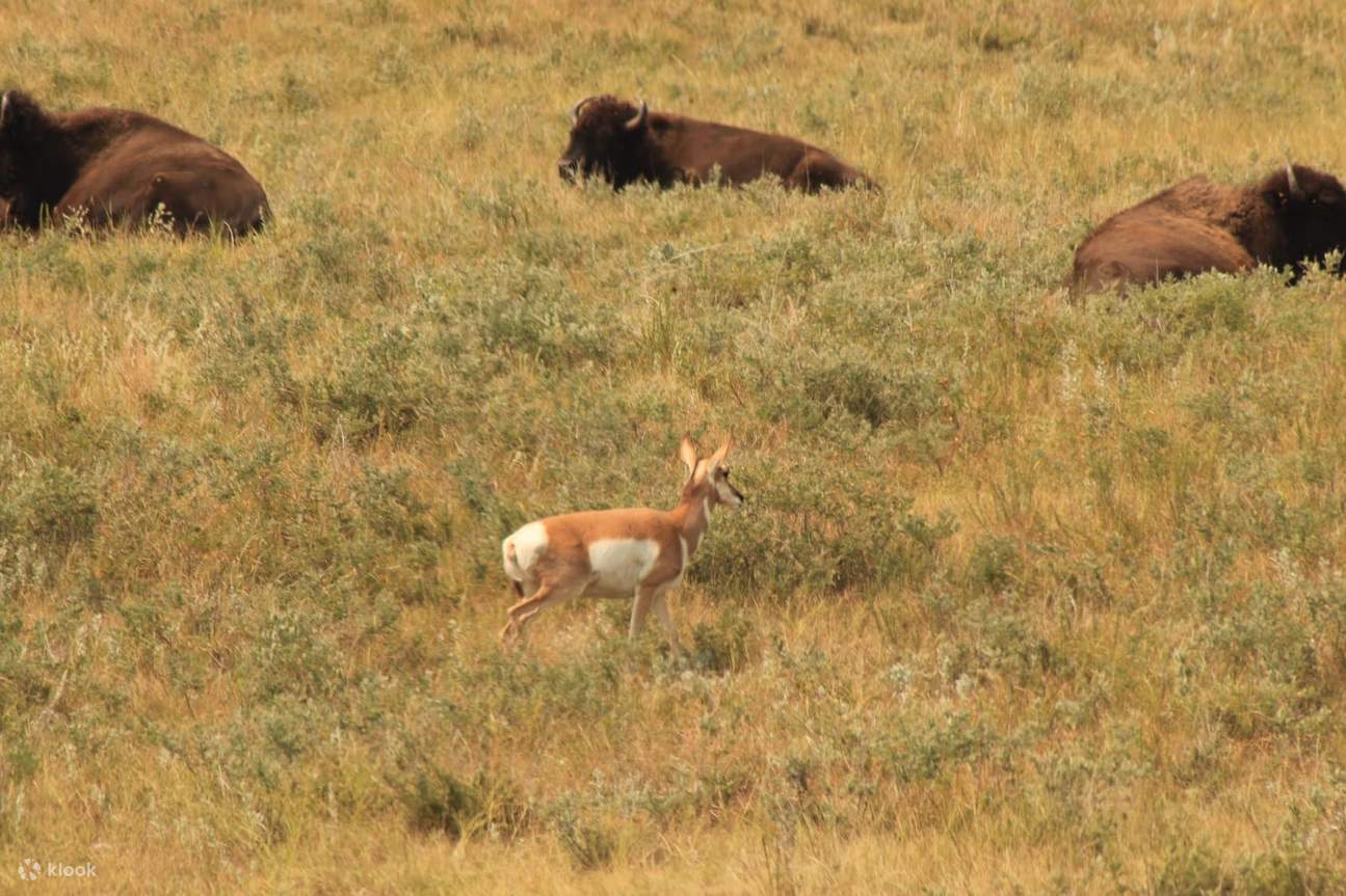 Badlands Sunset and Night Sky Adventure Tour - Klook