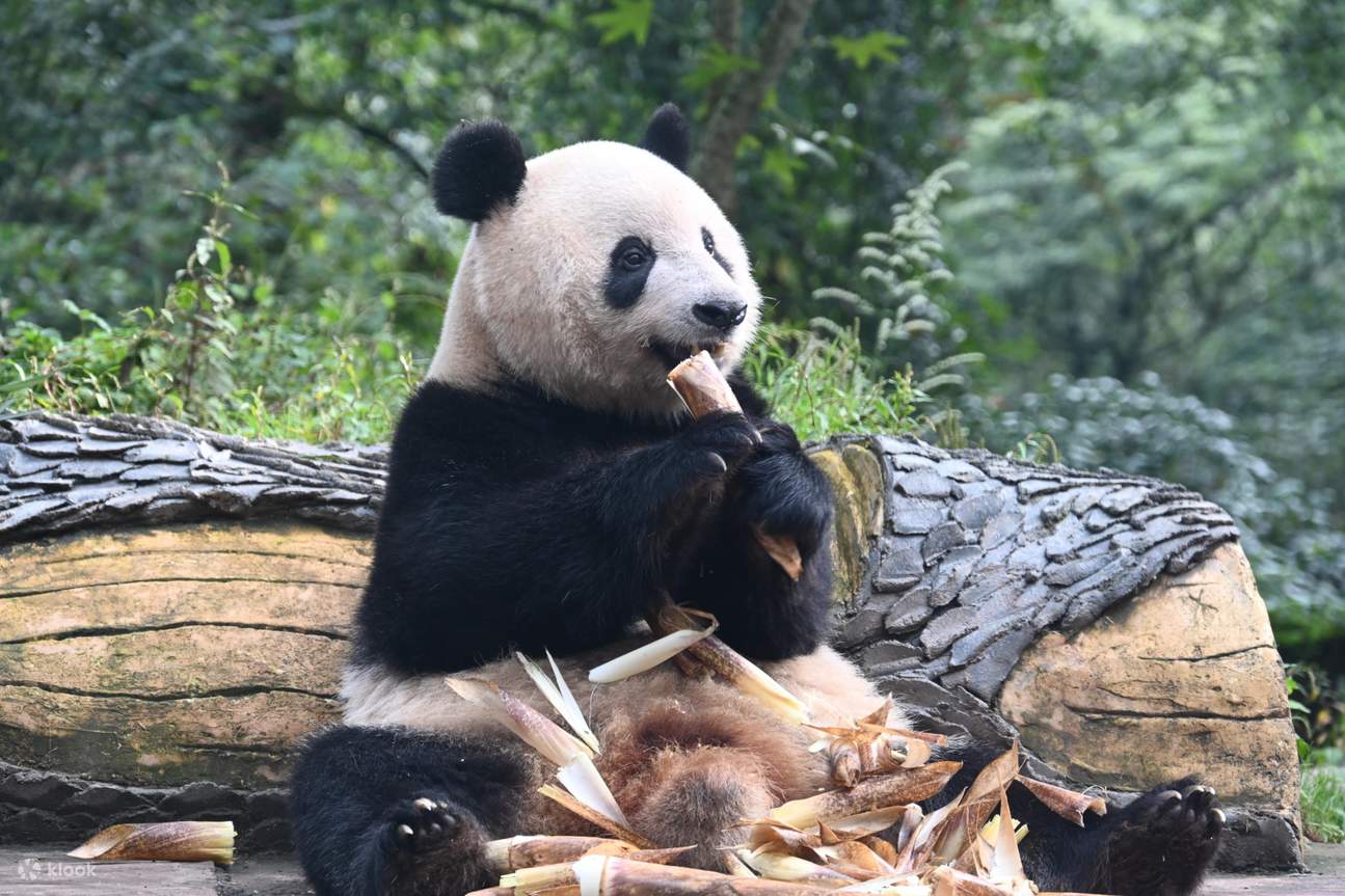 Yaan Bifengxia Scenic Area One Day Tour Private Tour Minimum 2 People Klook