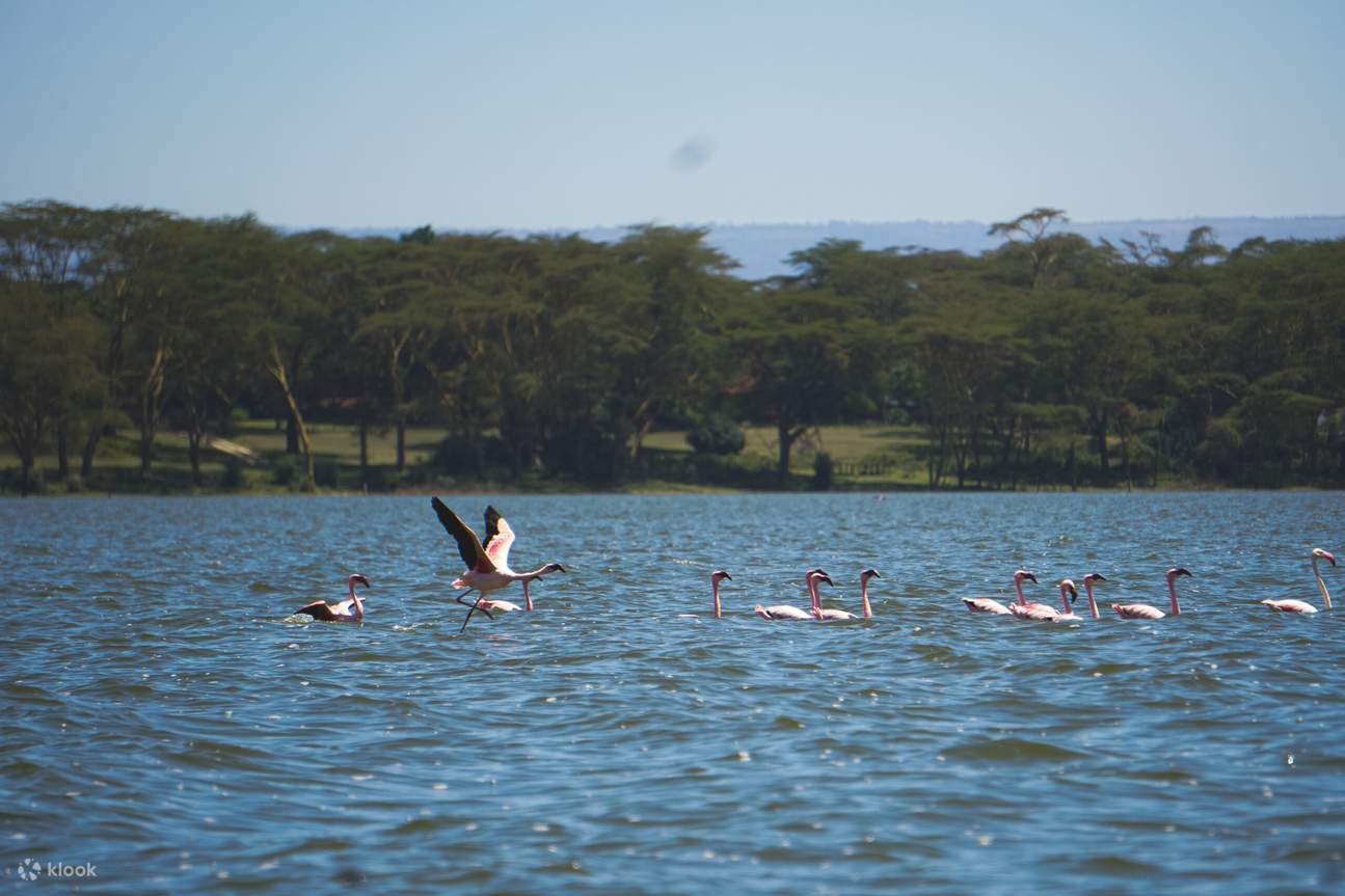 Unforgettable Crescent Island Walking Safari Naivasha - Klook Philippines