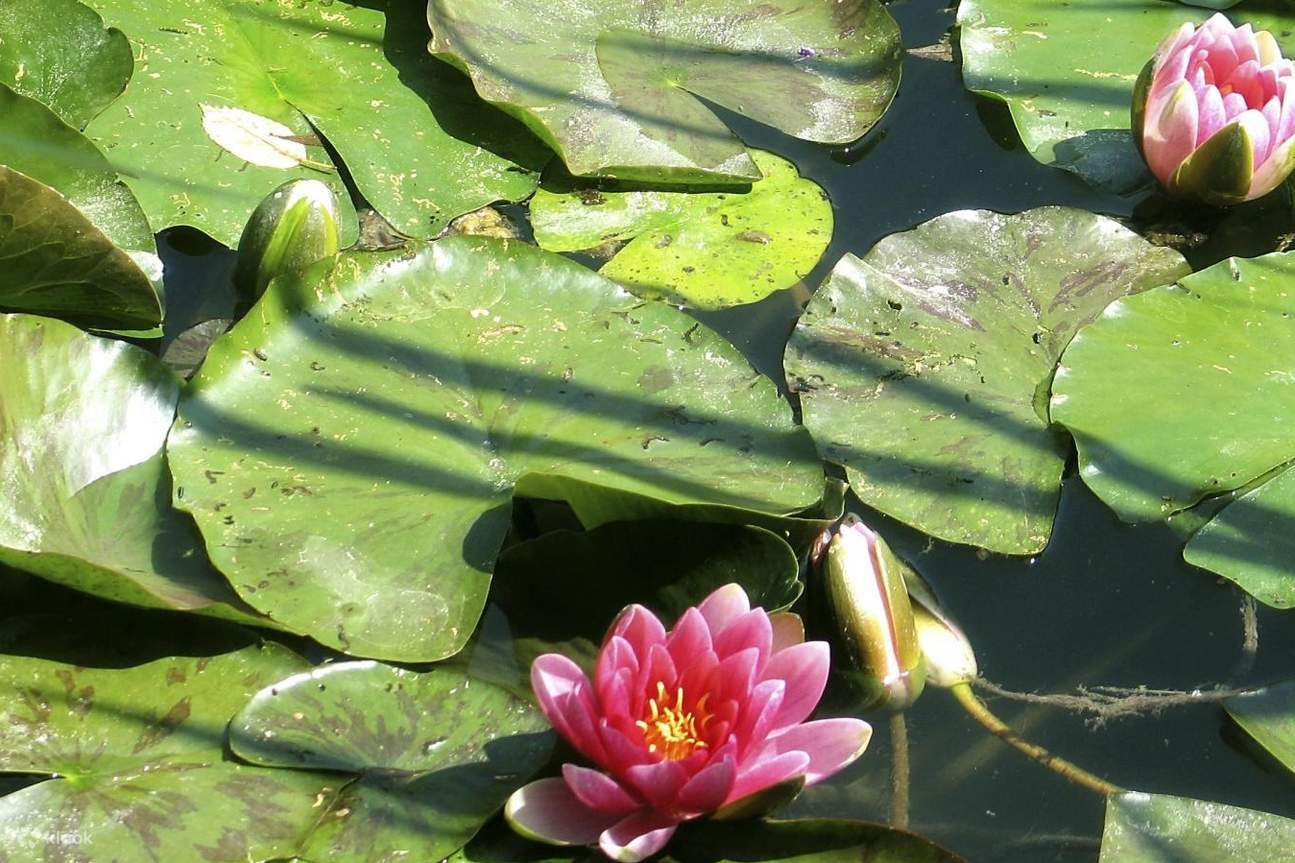 Nehmen Sie an einer Tagestour zu Monets Haus und Einkaufen im ...