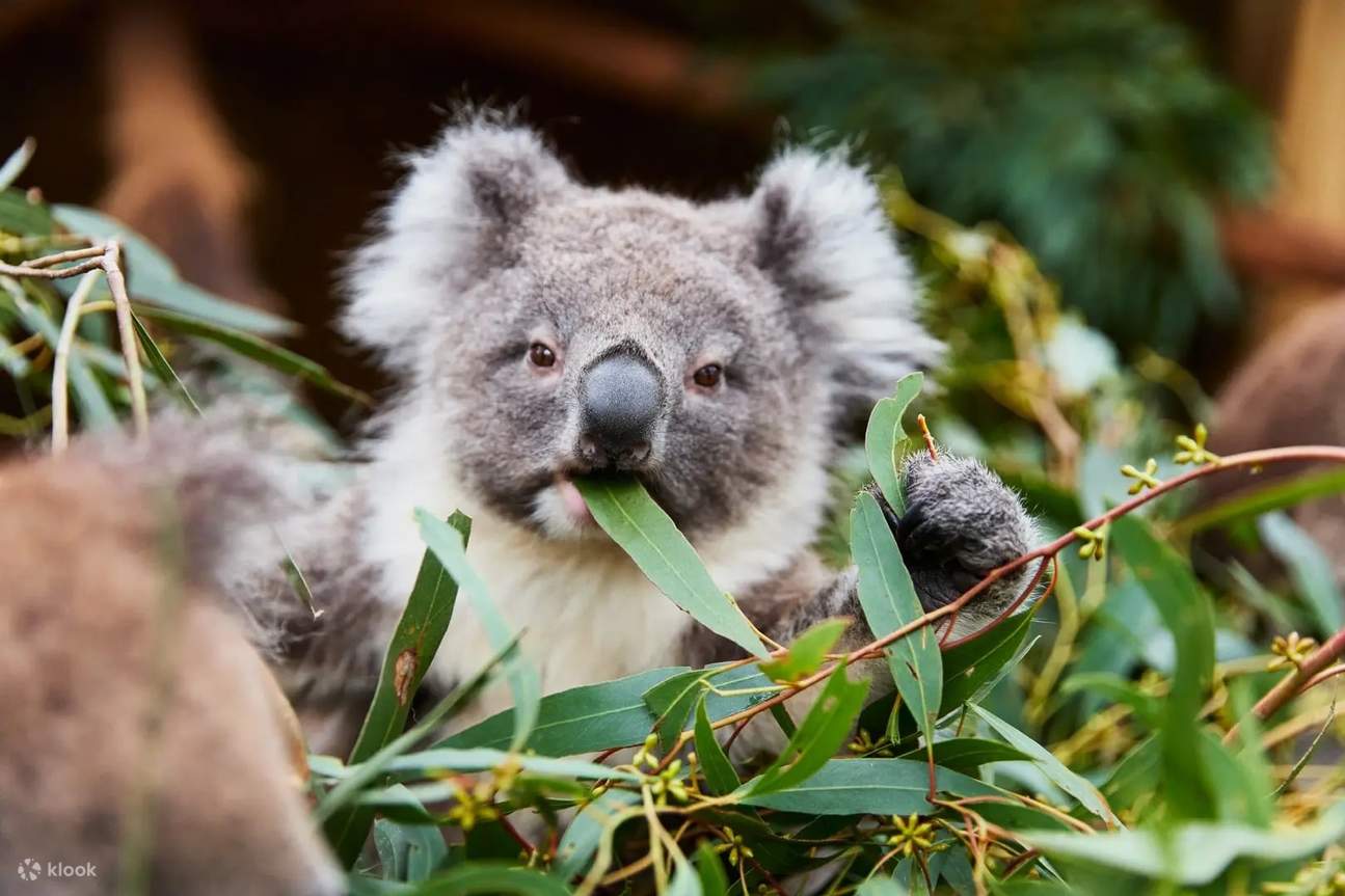 Sovereign Hill and Ballarat Wildlife Park One Day Tour - Klook
