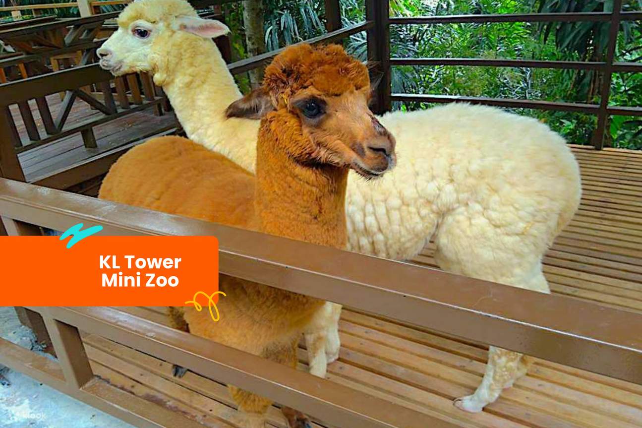 [Klook Exclusive] Kuala Lumpur Multi Attractions Pass - Bundle & Save! - Klook Malaysia