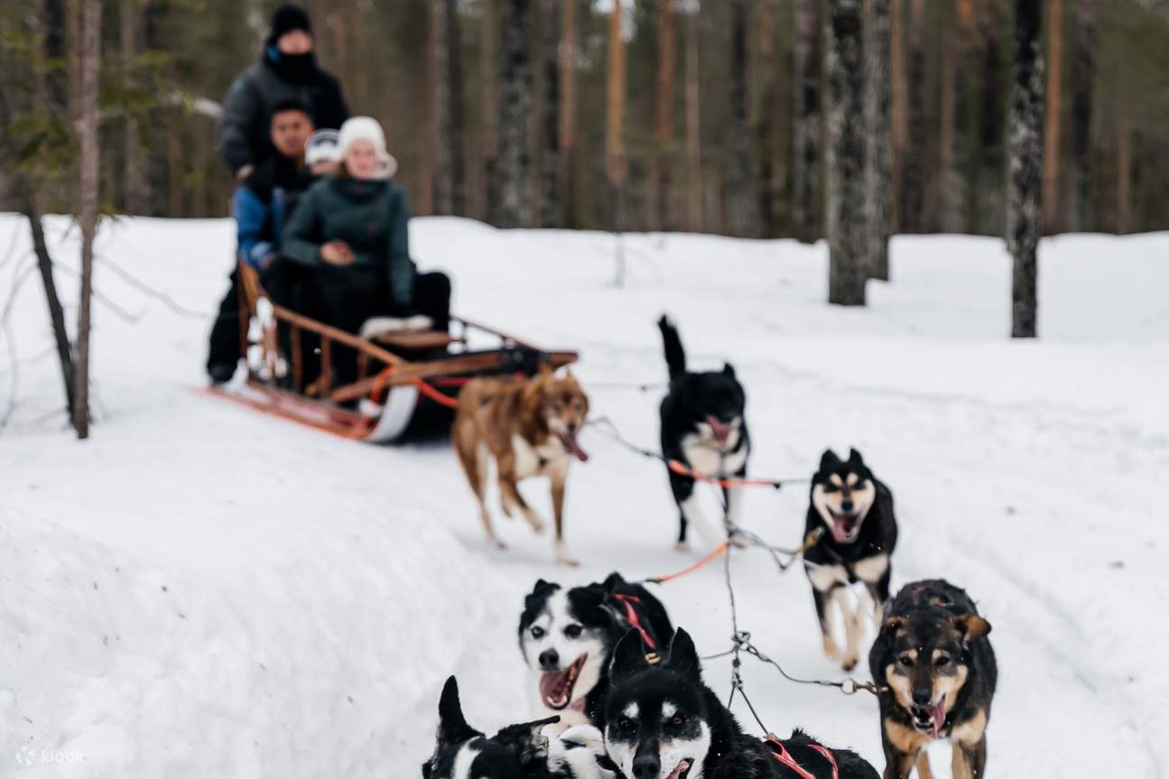 Snowmobile Safari, Reindeer & Husky Sleigh Ride Tour from Rovaniemi ...