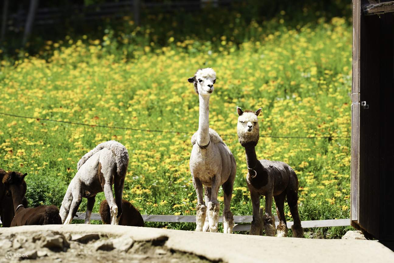 Alpaca World, Nami Island & The Garden of Morning Calm Private Tour ...