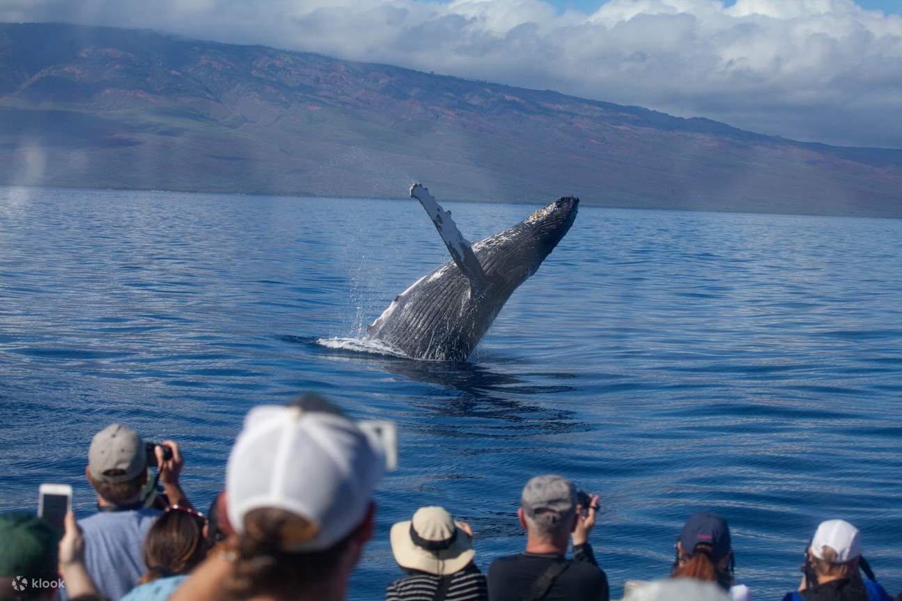 Observation de baleines à Maui - Klook États-Unis