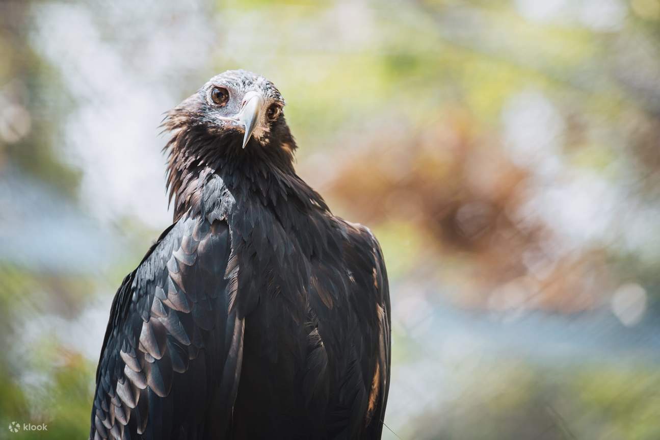 Eagles Heritage Wildlife Centre Admission - Klook Philippines
