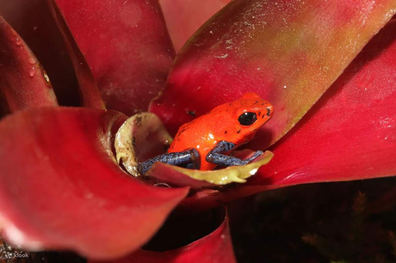 1 Day Interactive Frog Museum KawaZoo Admission in Shizuoka (Direct ...