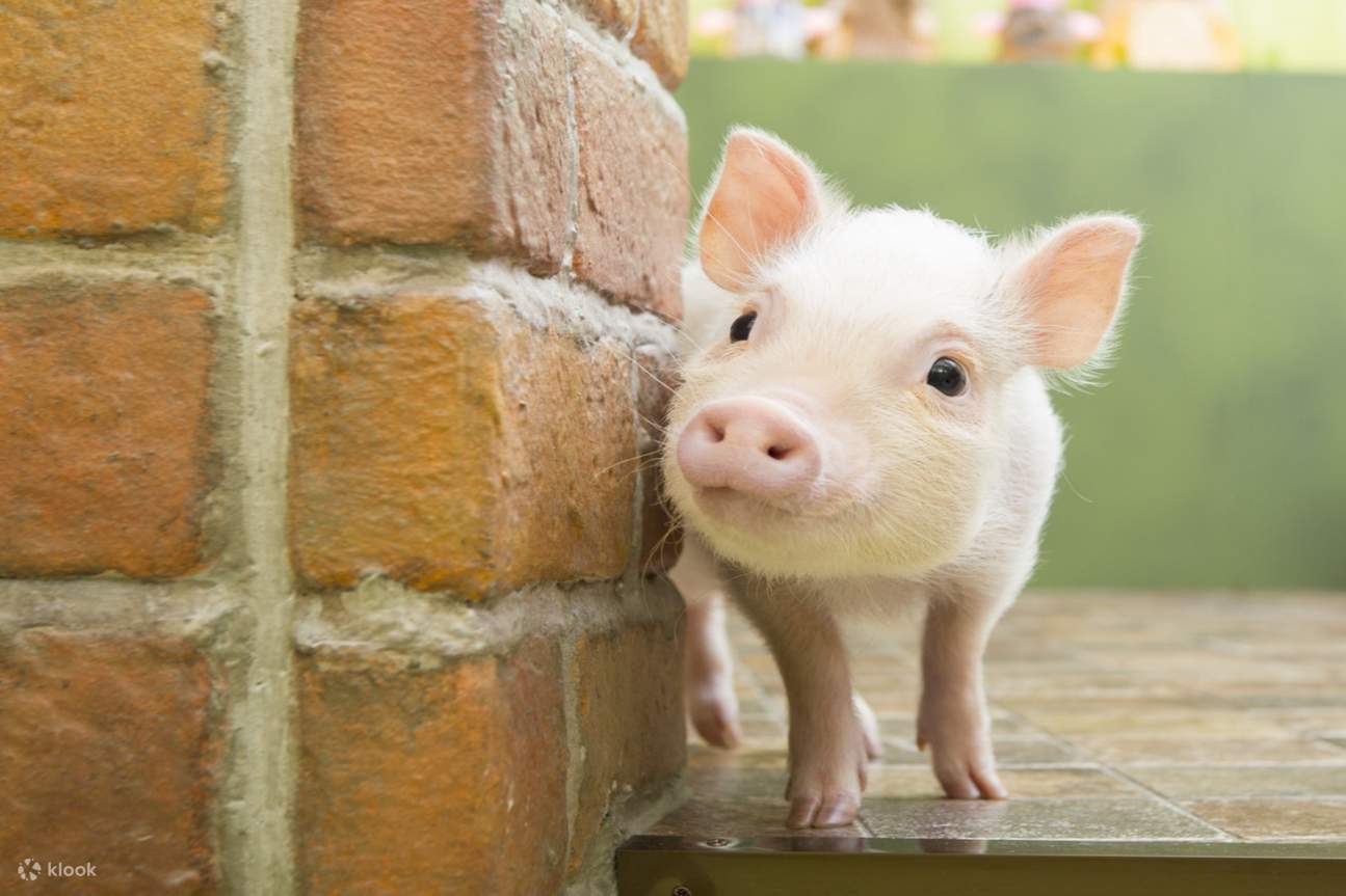 Mipig, a cafe where you can interact with micro pigs (Harajuku ...