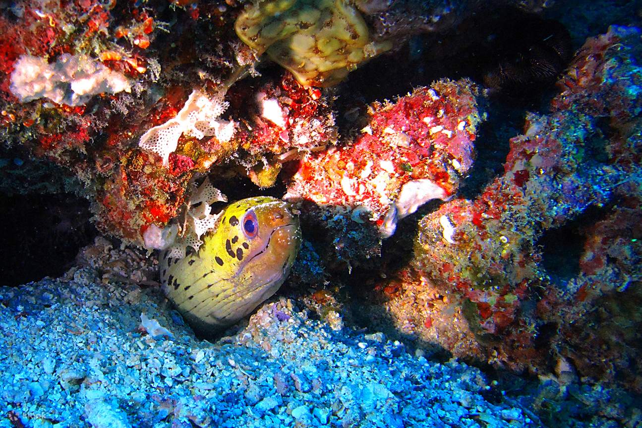 4D3N PADI Open Water Diving Course in Tioman Island - Klook