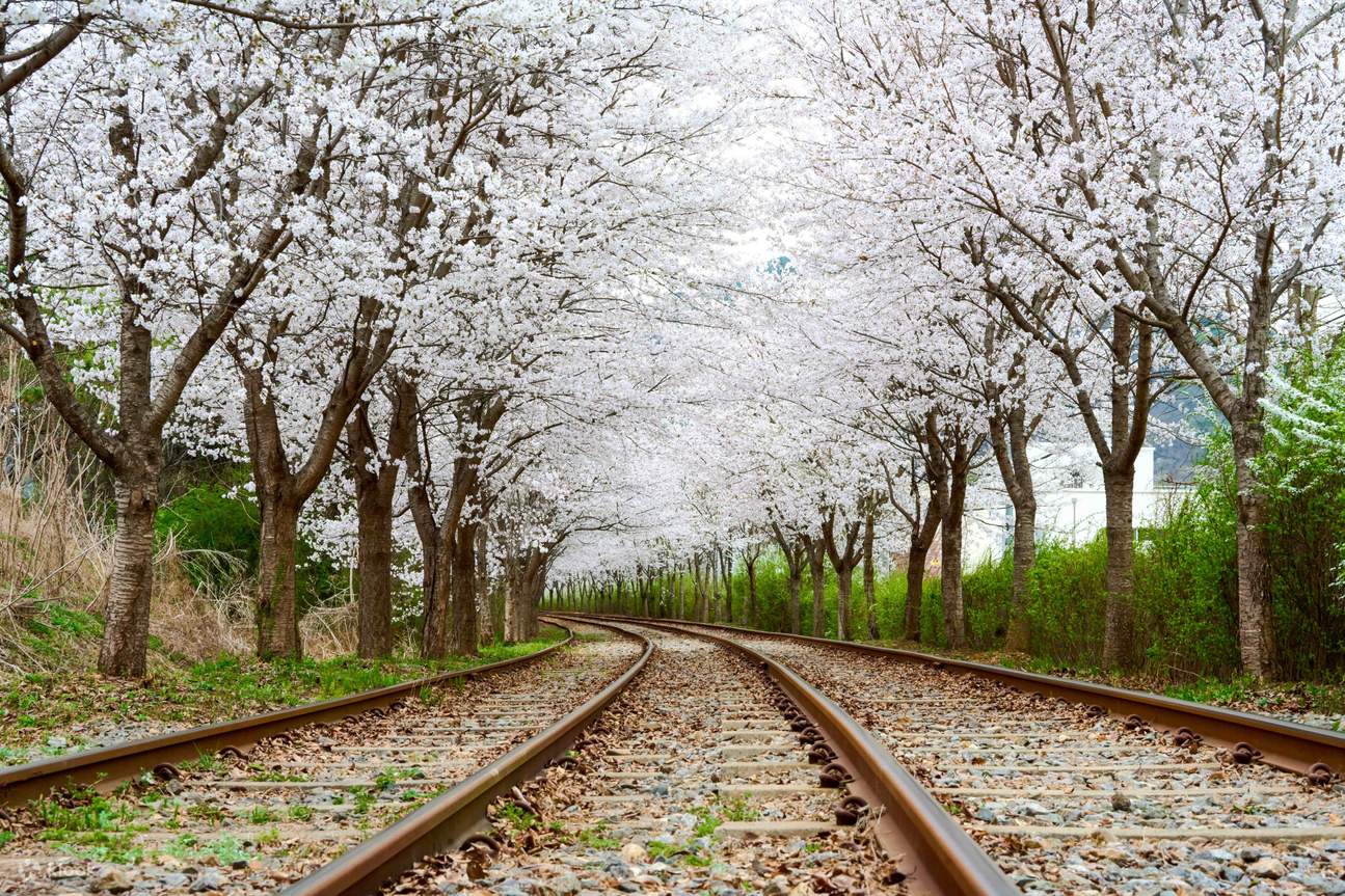 Gapyeong Rail Bike Experience, Seoul - Klook