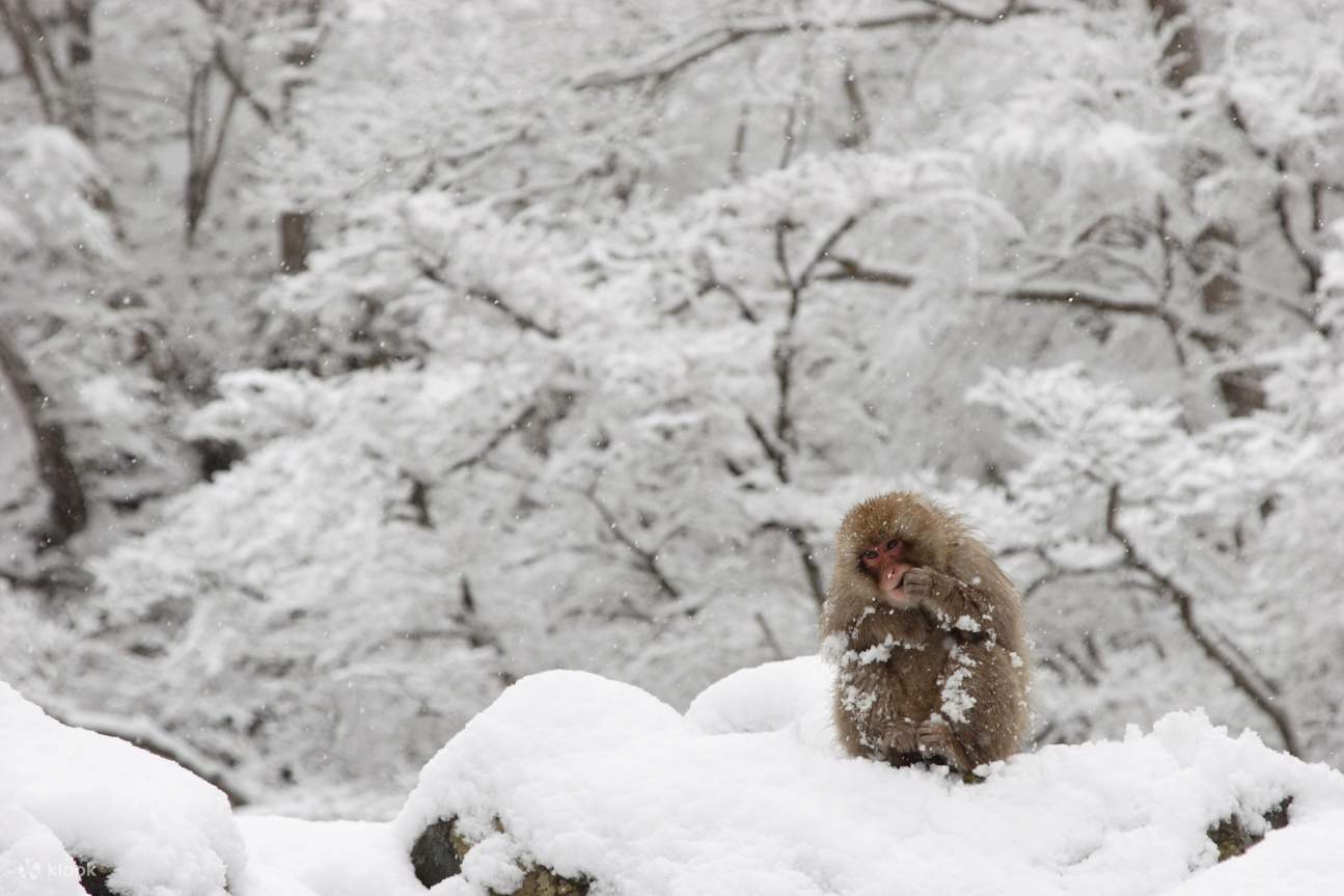 Snow Monkey Tour from Tokyo with Beef Sukiyaki Lunch - Klook