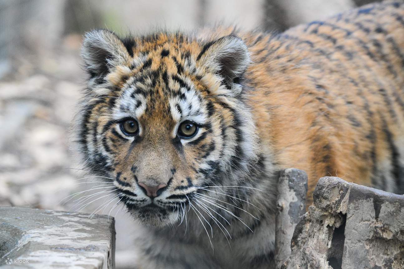 Tickets für den Shanghai Zoo - Klook, Vereinigte Staaten