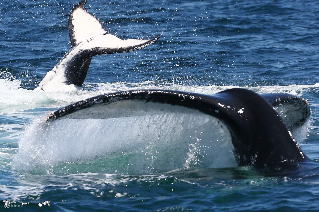 Crucero de avistamiento de ballenas y delfines de 3 horas en Port ...