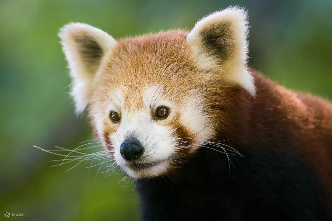 Mogo Wildlife Park Ticket - Klook Australia