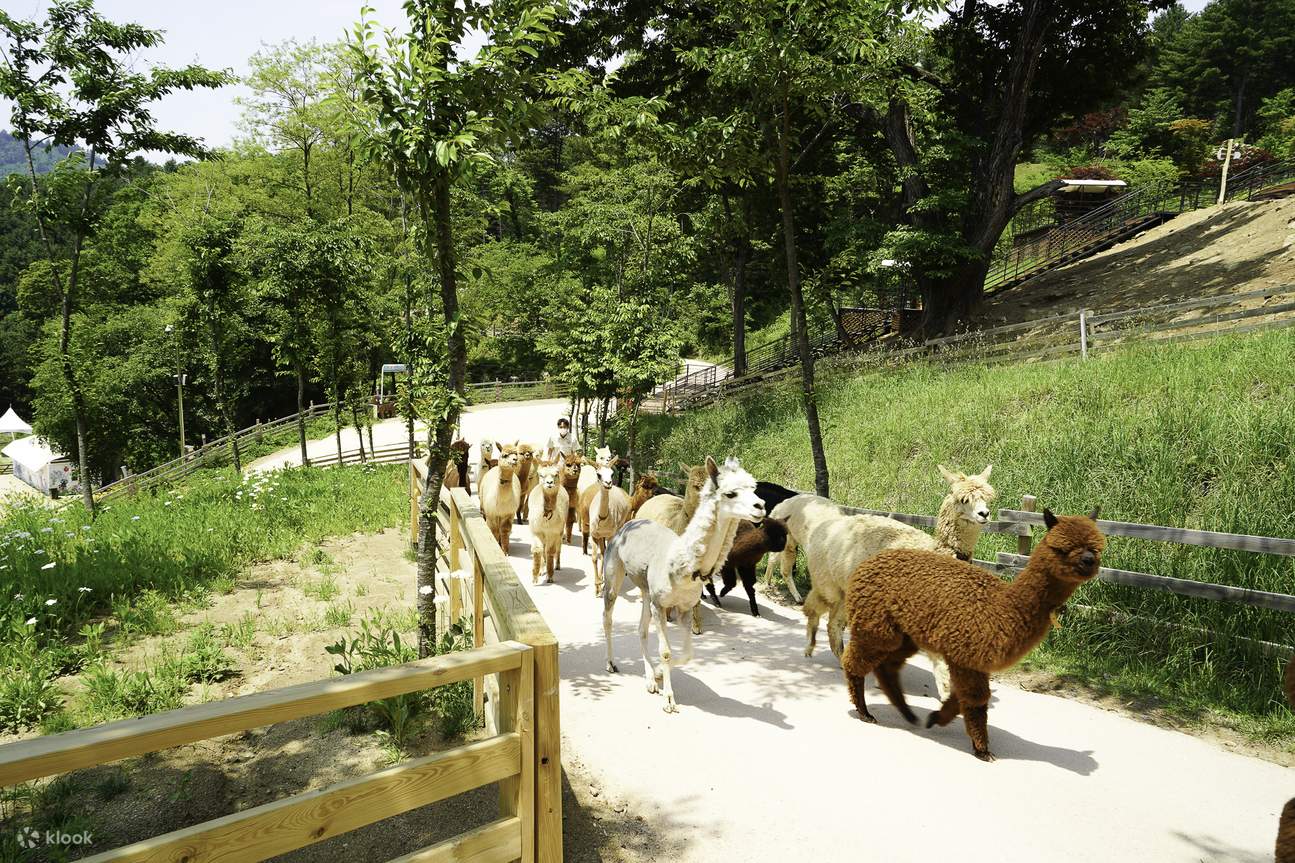 Alpaca World + Garisan Zipwire Day Tour from Seoul - Klook Australia