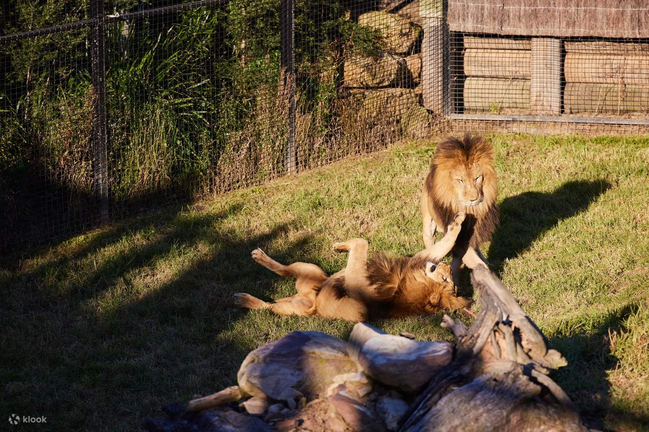 Lawatan Blue Mountains Dengan Pemandangan Dunia Dan Kemasukan Ke Zoo ...