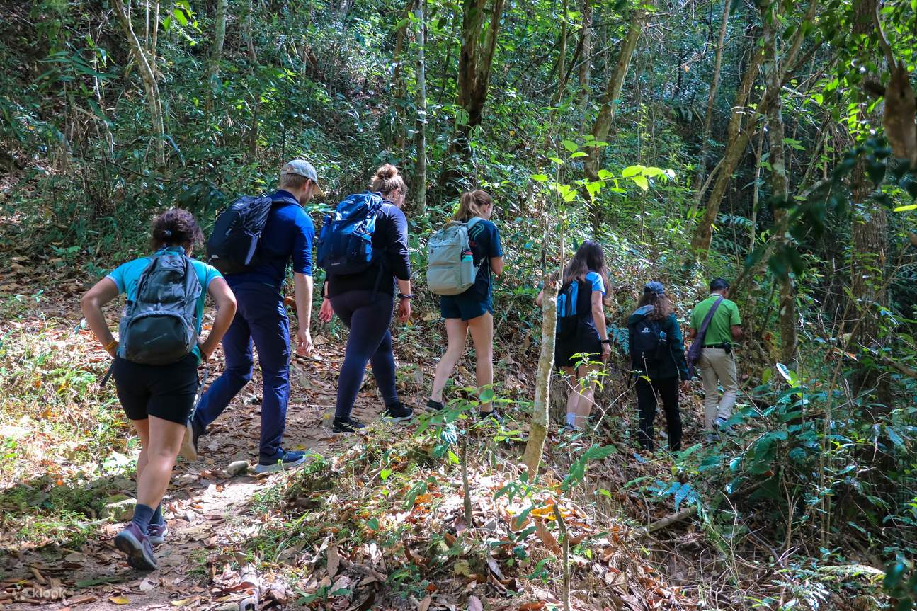 Únase a Hidden Jungle Trek para observar gibones en Mae Kampong en Chiang Mai - Klook Estados Unidos