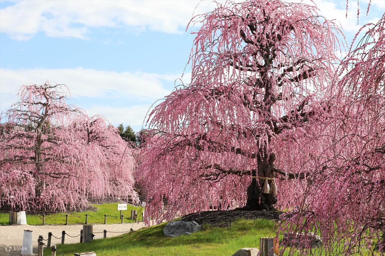 Suzuka Forest Plum Garden & All-You-Can-Eat Strawberry One-Day Tour ...
