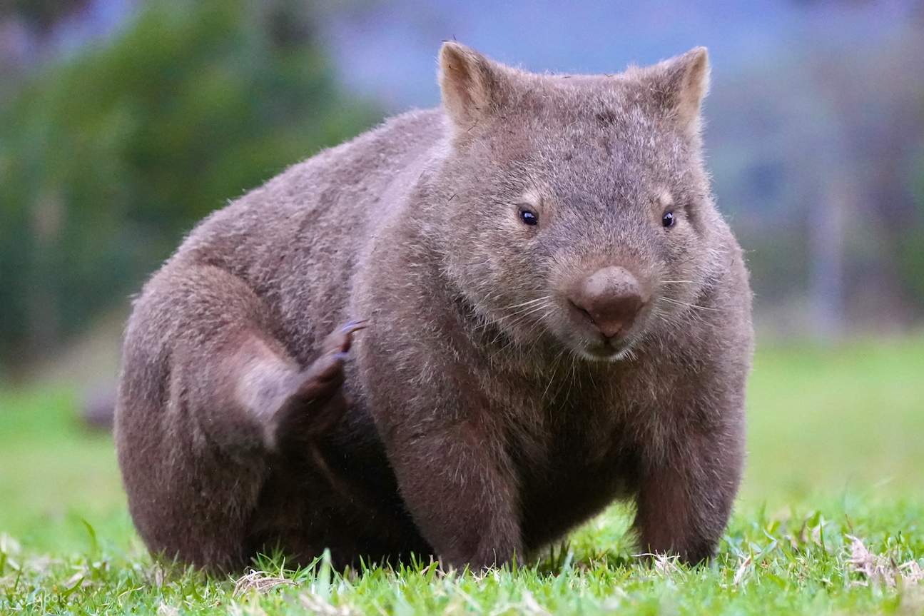 Walking with Wombats and Waterfalls Day Tour from Sydney - Klook Australia