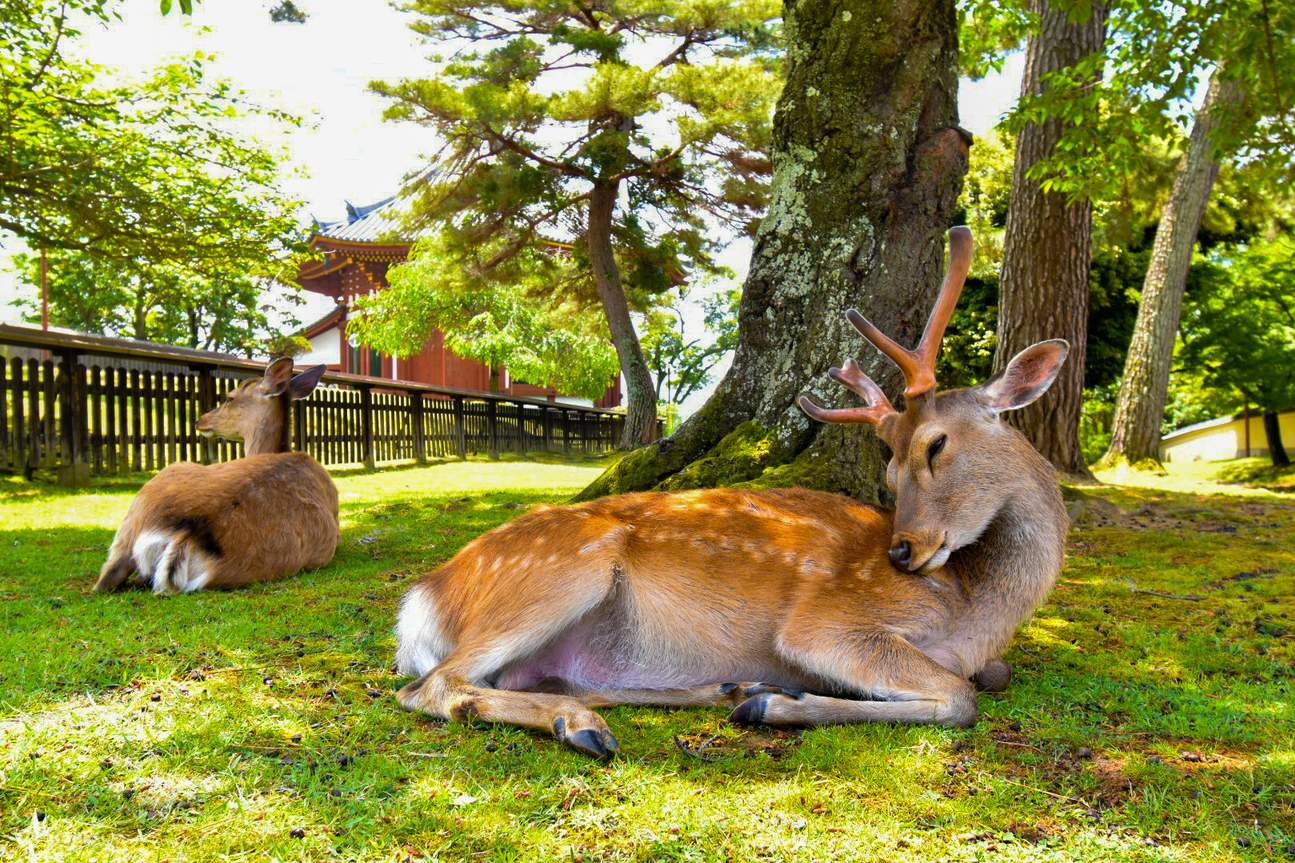 Perjalanan sehari ke Keihan: Hutan Buluh Arashiyama, Kuil Yasaka ...