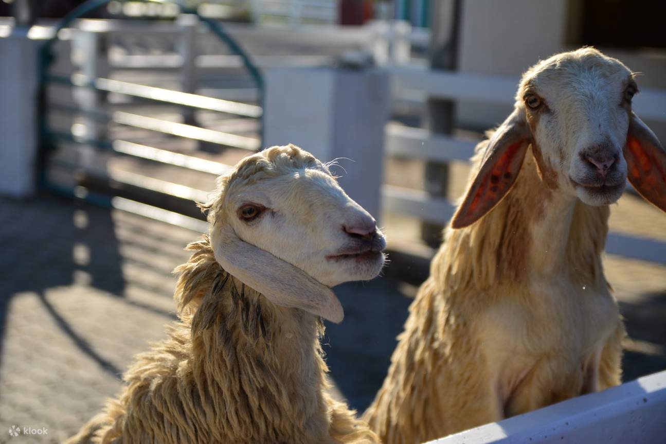 ทัวร์ฟาร์มแกะสวิสชีพฟาร์ม (Swiss Sheep Farm) ในหัวหิน - Klook ประเทศไทย