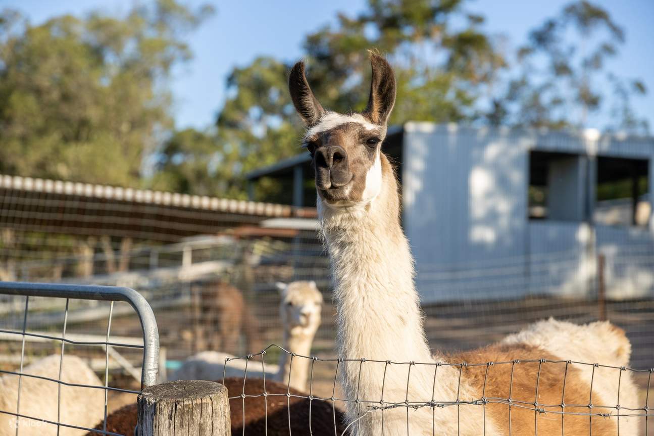 Farm Animals and Tour in Brisbane - Klook Canada