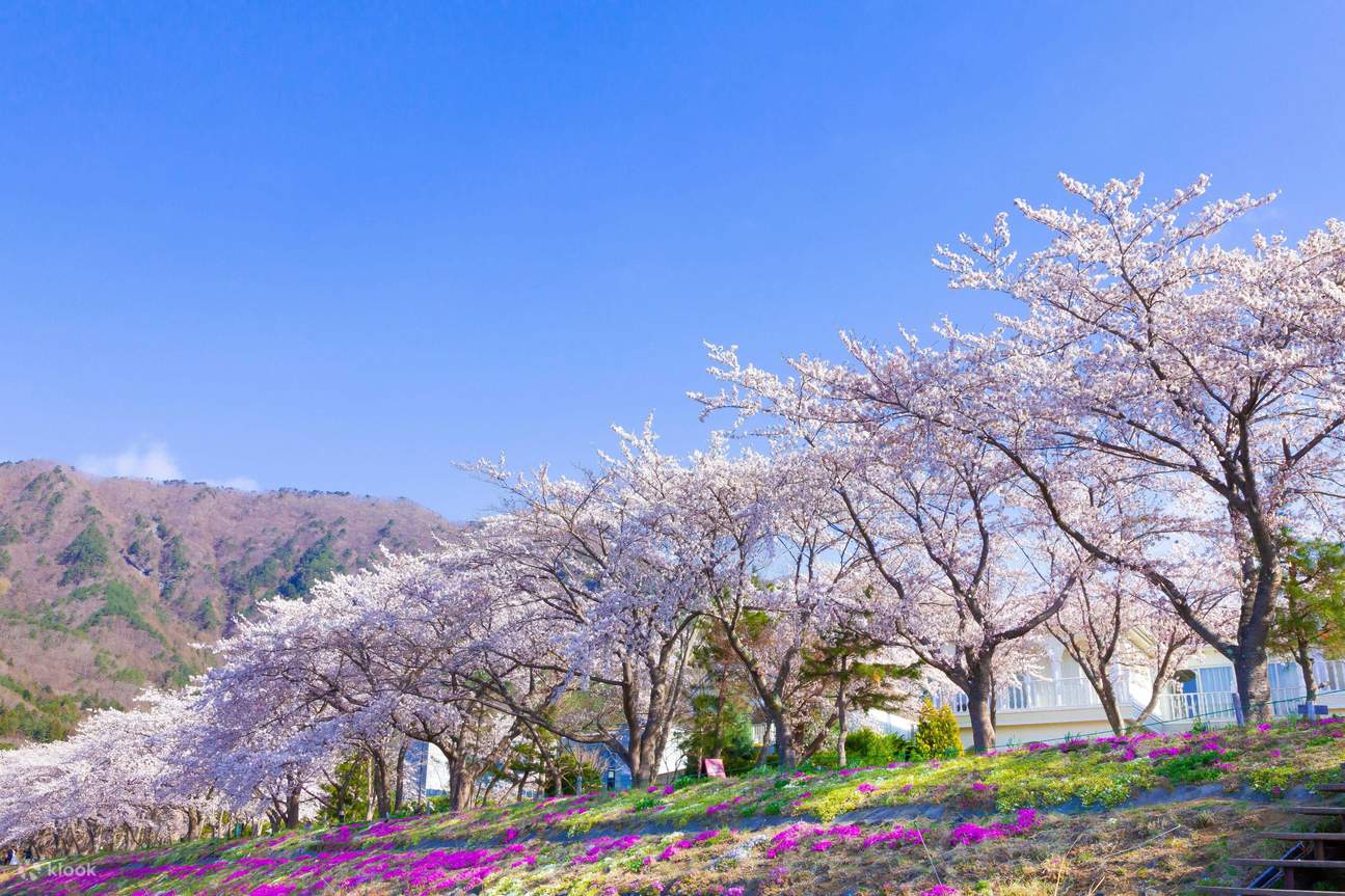 [One-day tour to Mount Fuji’s popular flower viewing spots] Oishi Park ...