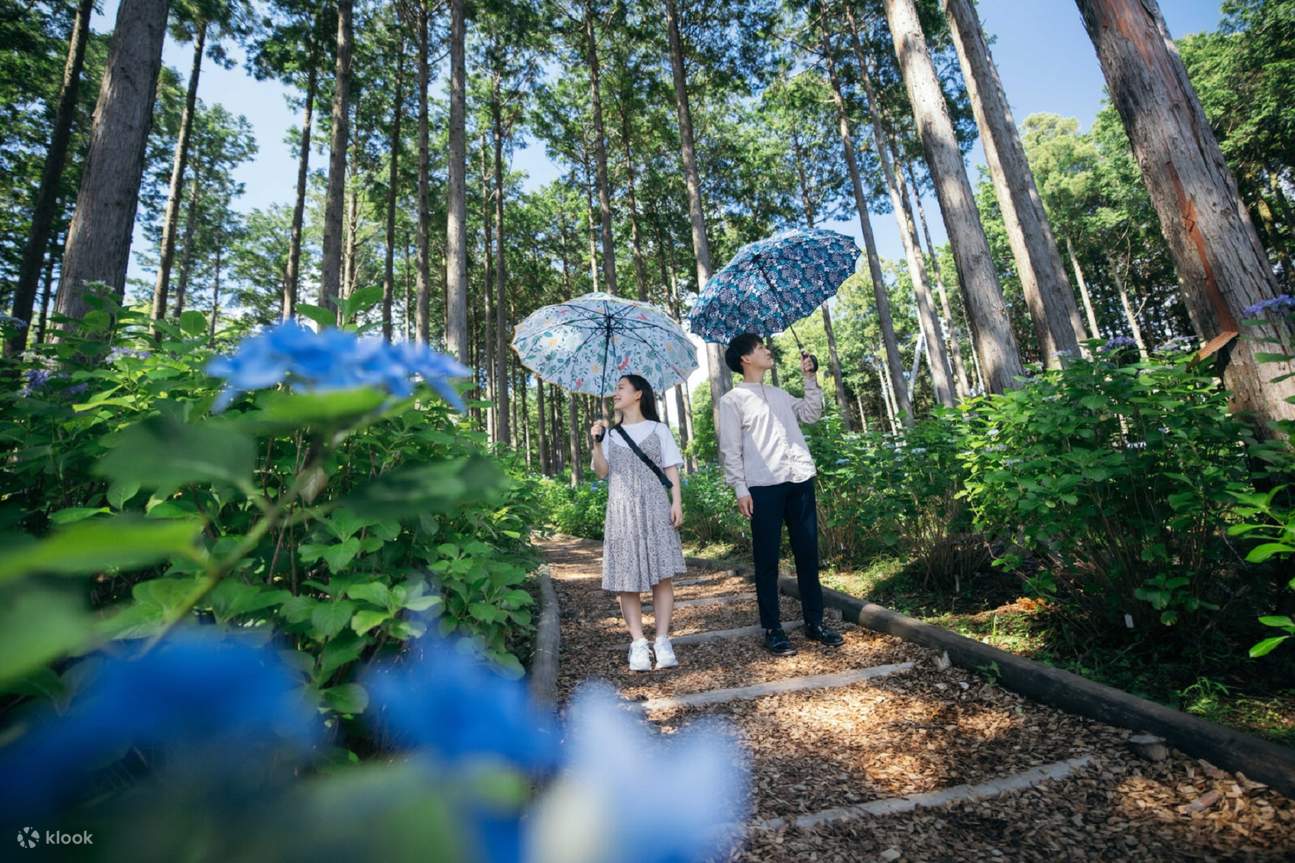 Mishima Sky Bridge Hydrangea Festival, Hakone Hydrangea Tram ...