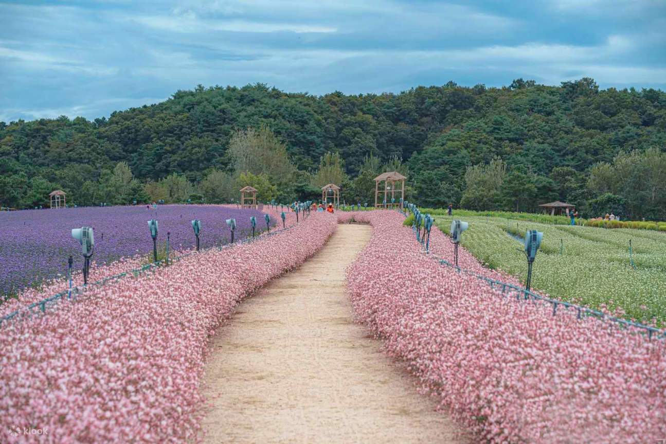 Cheolwon Canyon & Seasonal Hot Attractions One Day Tour - Klook Canada
