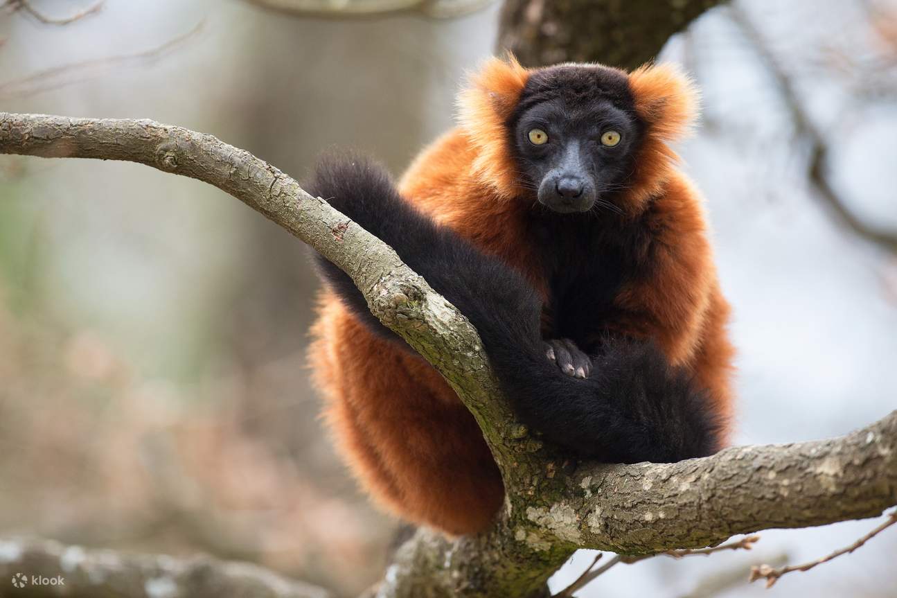 Thoiry ZooSafari Ticket - Klook