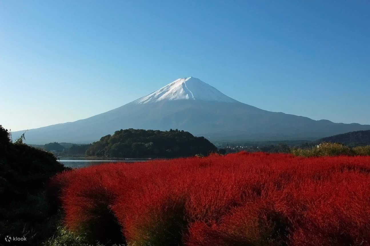 Oishi Park e Mt. Fuji Tour in autobus di un giorno con raccolta di ...