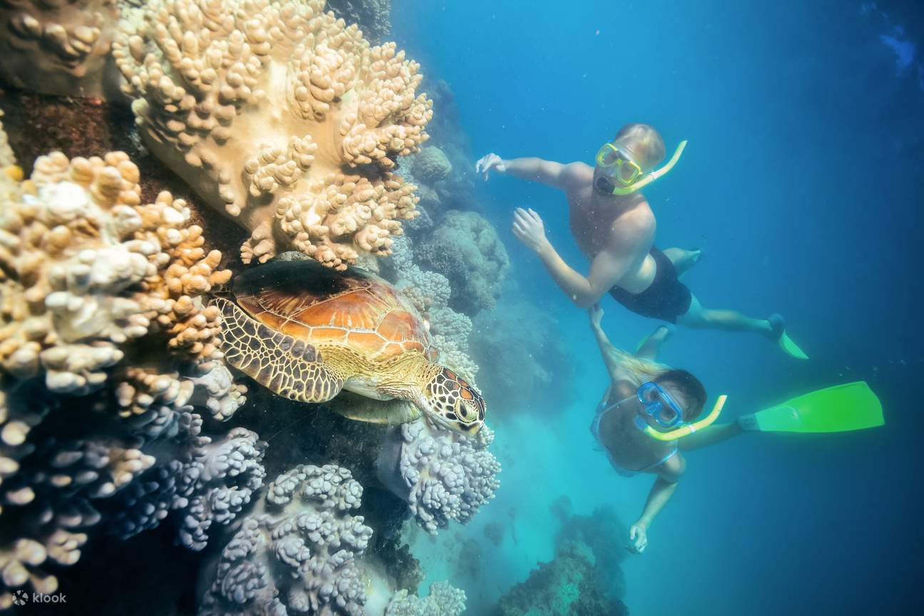 Crociera alla scoperta di Green Island per l'intera giornata da Cairns ...
