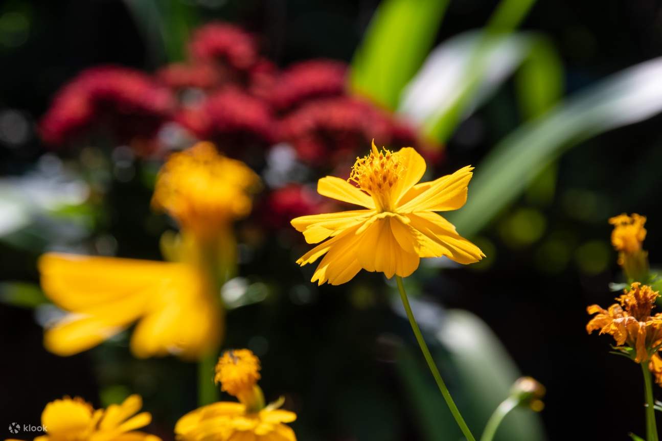 Lawatan Taman Burung, Taman Rama-rama & Orkid dan Taman Bunga Raya ...