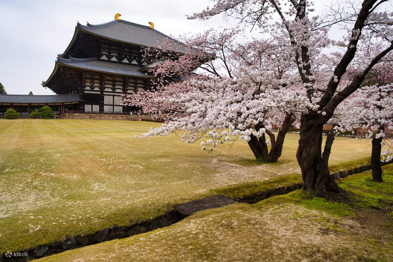 Nara park, Todaiji, and Mt. Yoshino One Day Bus Tour with Cherry ...