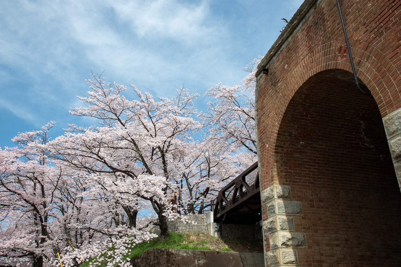 Yamanashi Cherry Blossom Day Tour｜Three Popular Cherry Blossom Viewing ...