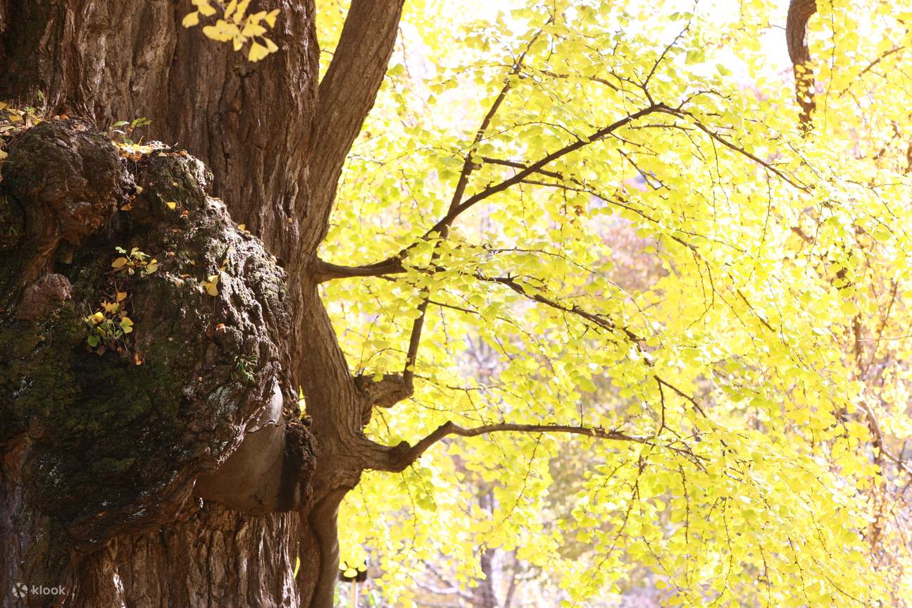Mt. Seorak & The Tallest Ginko Tree at Yongmunsa - Klook Stati Uniti