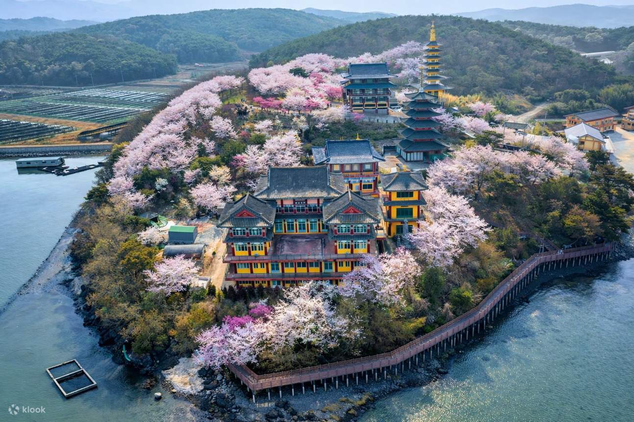 Excursión de un día al cerezo en flor del rey Corea desde Seúl | Costa ...