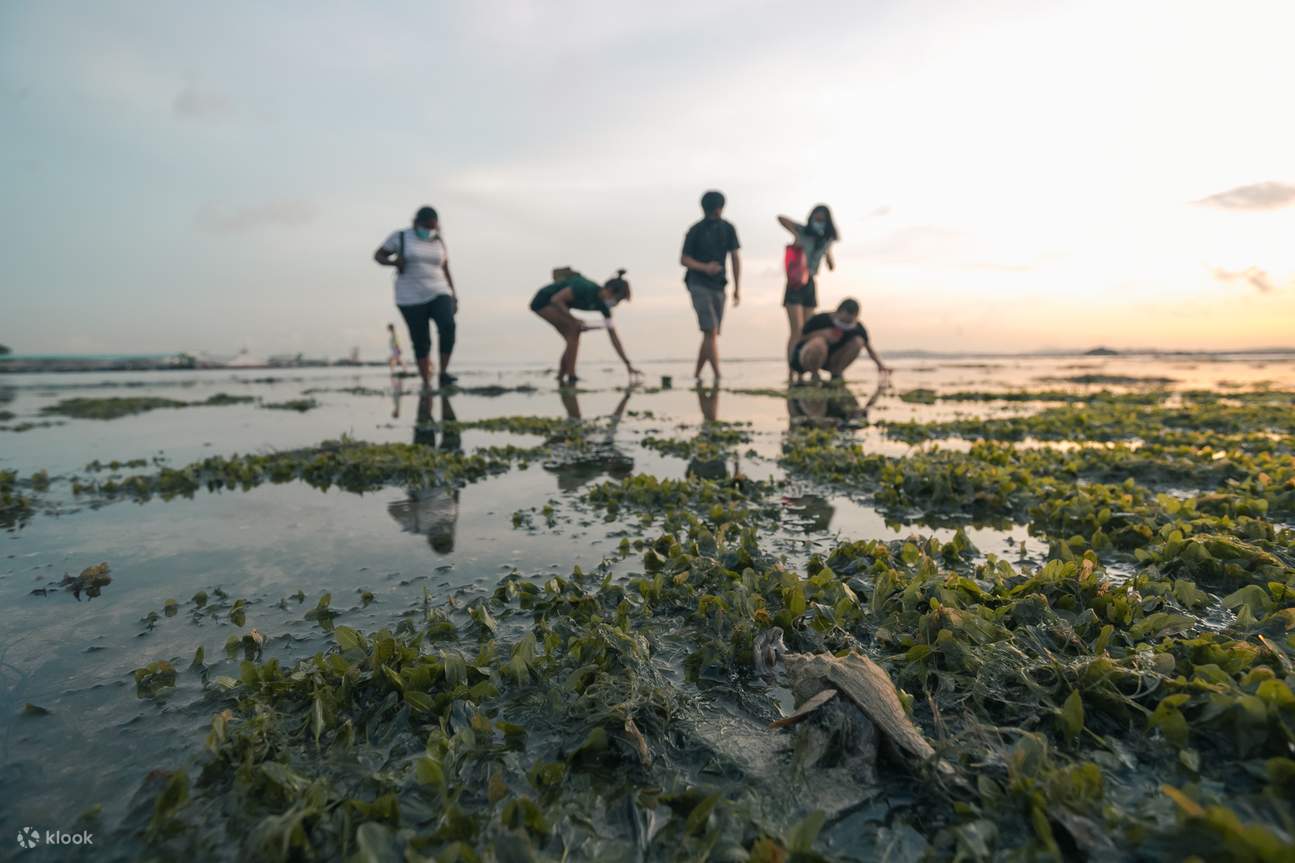 Intertidal Exploration Tour - Klook