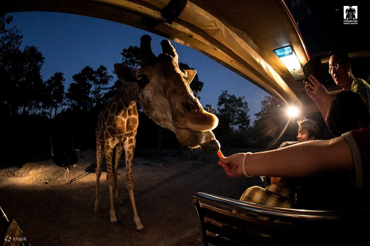 Araksa Tea Experience and Chiang Mai Night Safari Half Day Tour - Klook