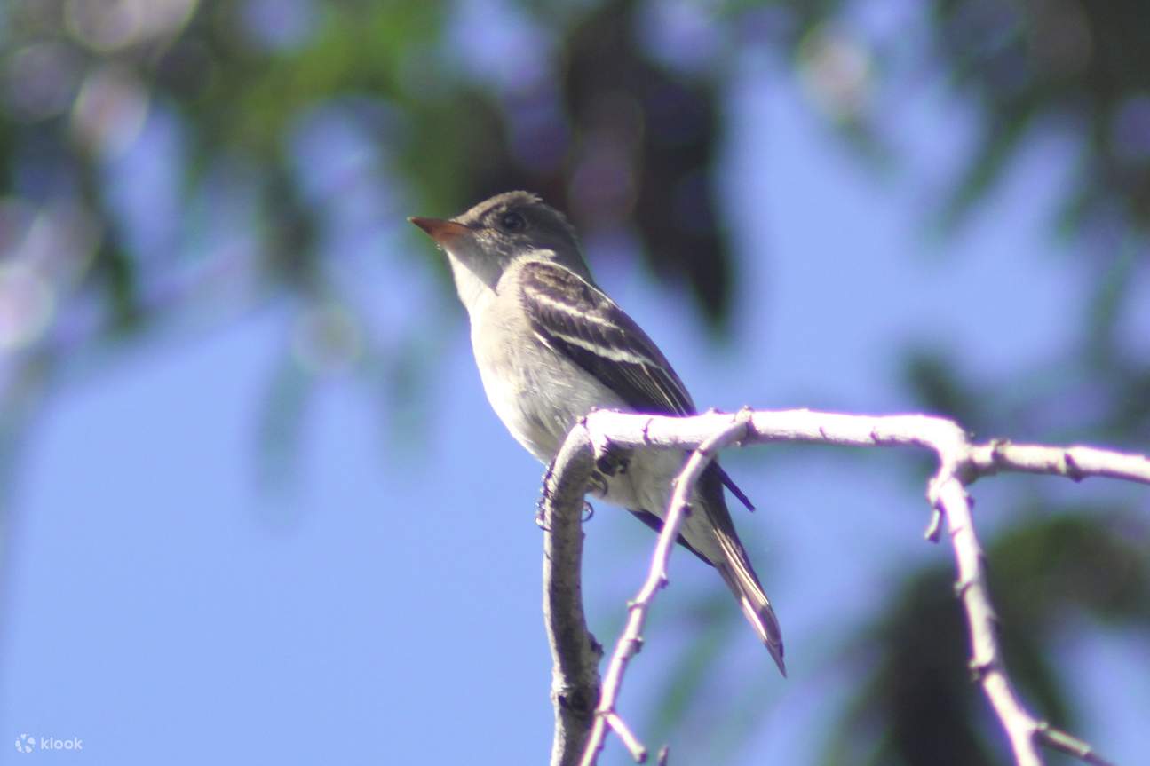 Birdwatching Tour in Cancun Mexico - Klook