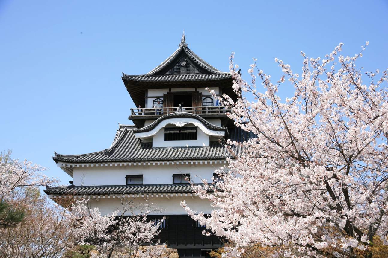 Amazing Sakura 1 Day Tour with Charter Train and Boat from Nagoya ...