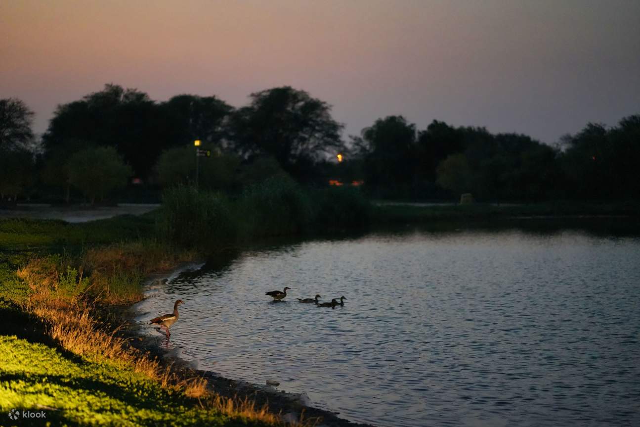 Dubai: Safari Gurun Malam Premium dengan Naik Unta & Mengamati Bintang ...