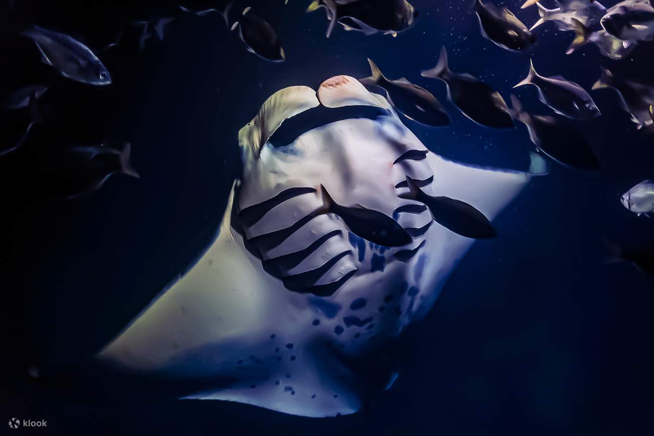 Tur Snorkel Malam Ikan Pari Manta Kona dengan Pelayaran Matahari ...