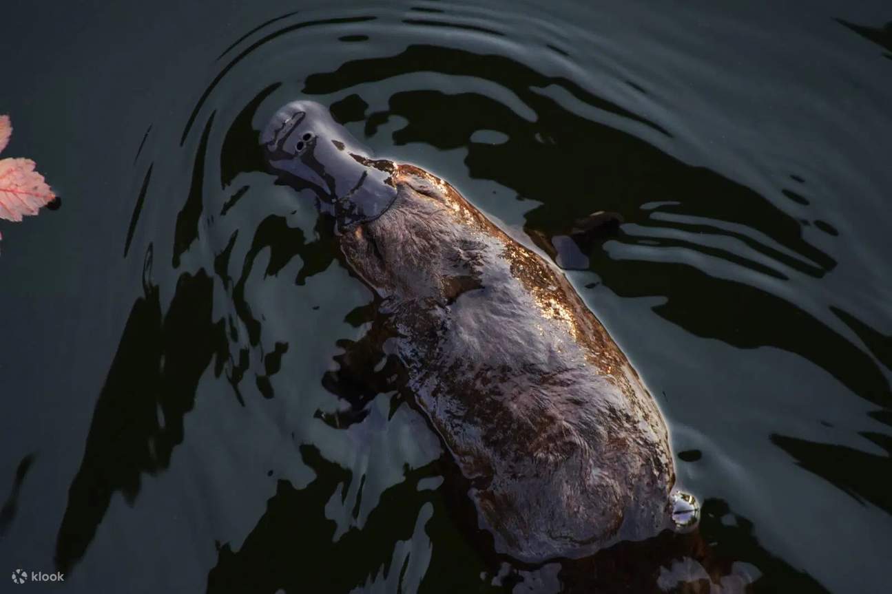 Wildlife Walking Tour from Canberra - Klook