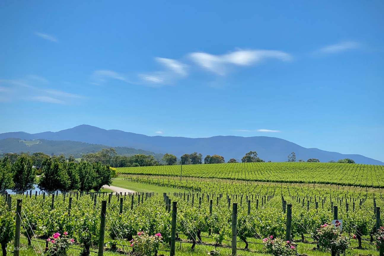 4 Pillars Gin, Wines & Beer-cider Tasting Tour in Yarra Valley - Klook