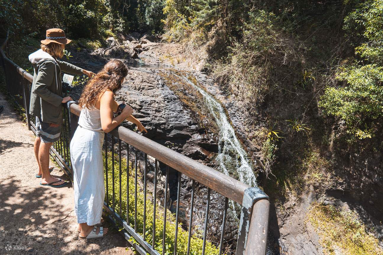 Springbrook & Tamborine Rainforest Tour - Klook